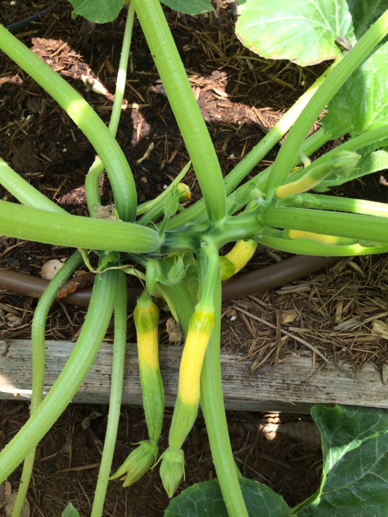 Texas Hill Country Garden – Gardening in the Texas Hill Country and ...