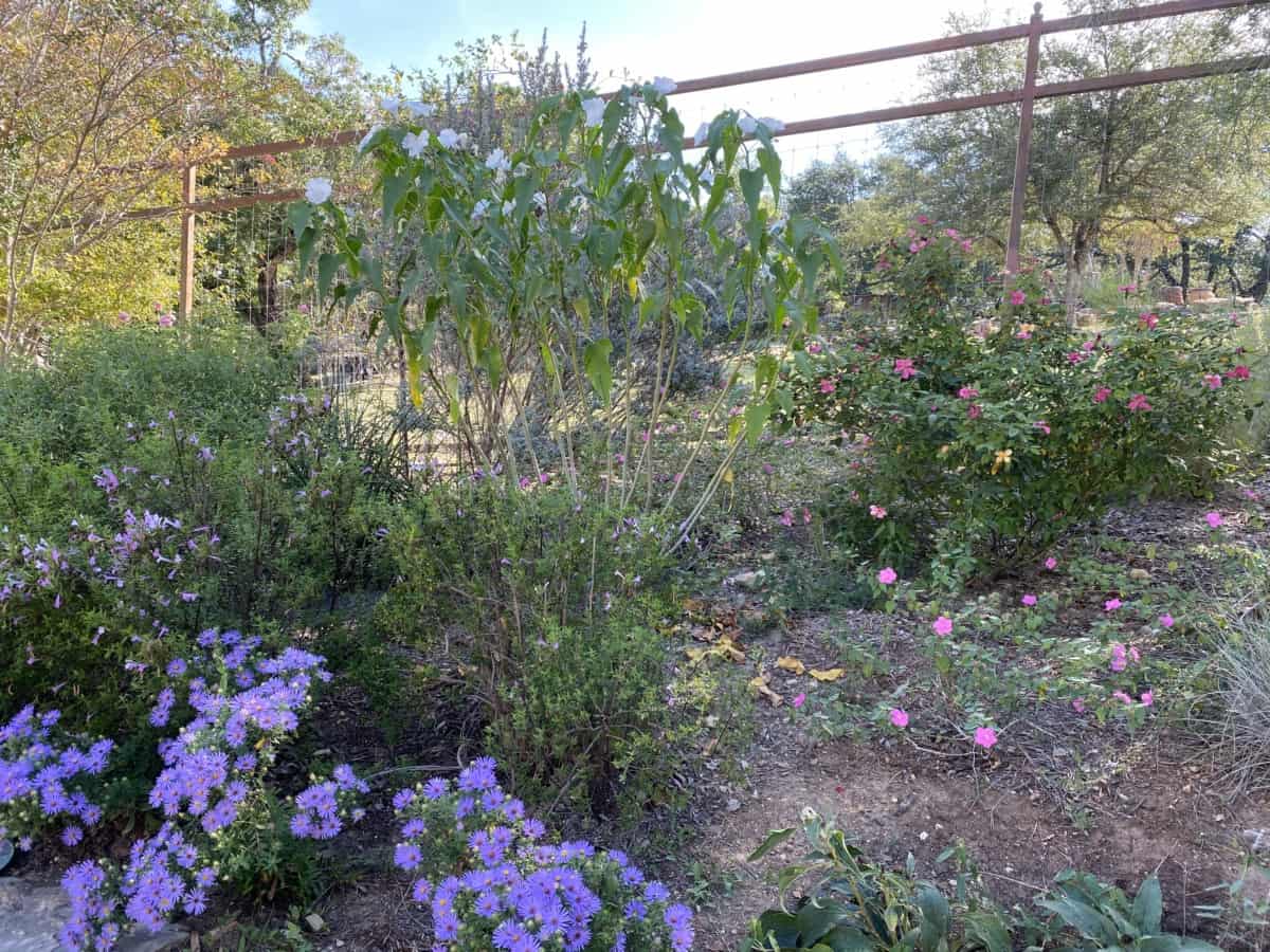 Native Plants Texas Hill Country Landscape