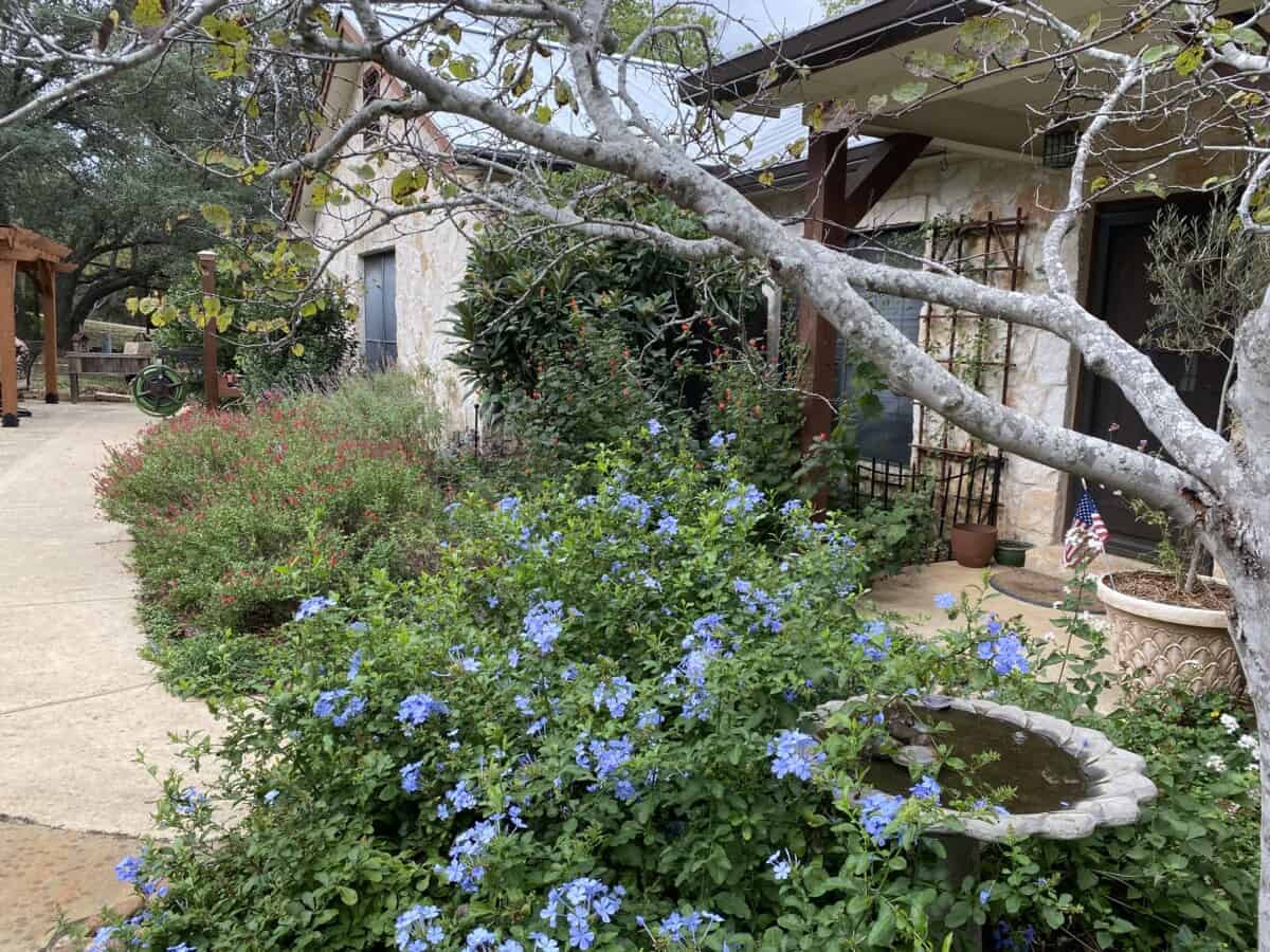 Texas Hill Country Garden - Gardening in the Texas Hill Country and ...